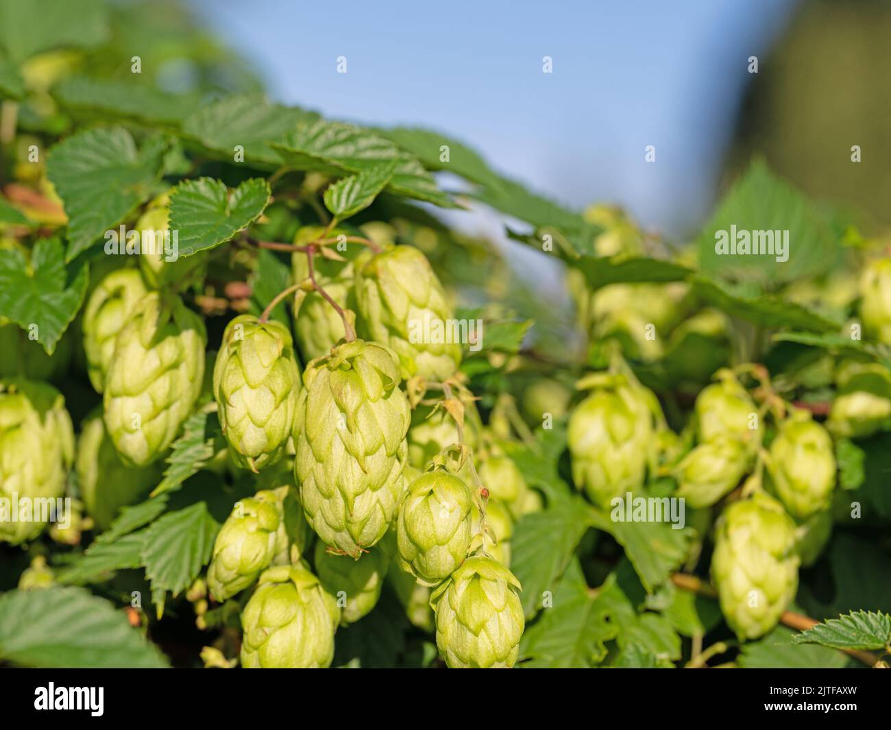 Female flowers of hop, Humulus lupulus Stock Photo - Alamy