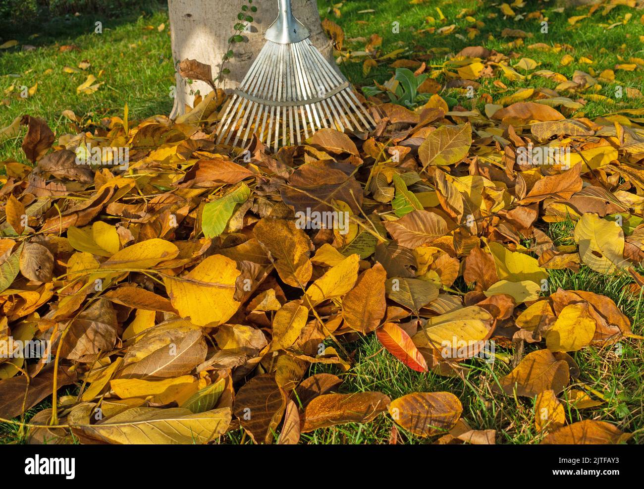 Colorful autumn leaves with rake, golden october Stock Photo - Alamy