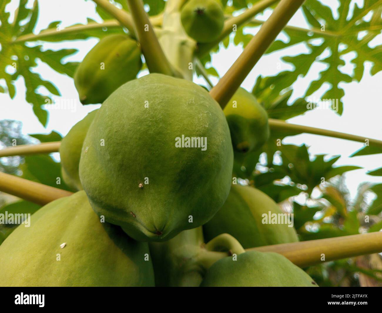 Some Green papayas on a papaya tree Stock Photo - Alamy
