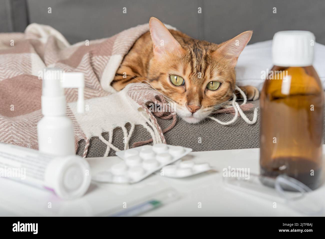 A sick cat lies on the couch, wrapped in a blanket. Bengal cat with flu ...