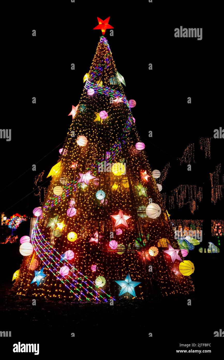 Outdoor christmas tree illuminated at night Stock Photo - Alamy