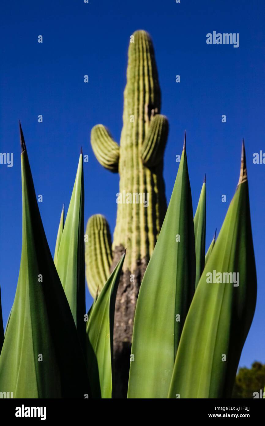 Sugaro cactus hi-res stock photography and images - Alamy