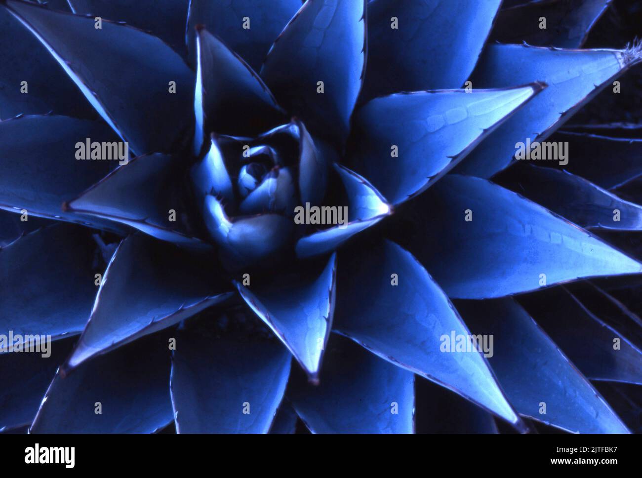 Close-up of blue Agave plant Stock Photo - Alamy