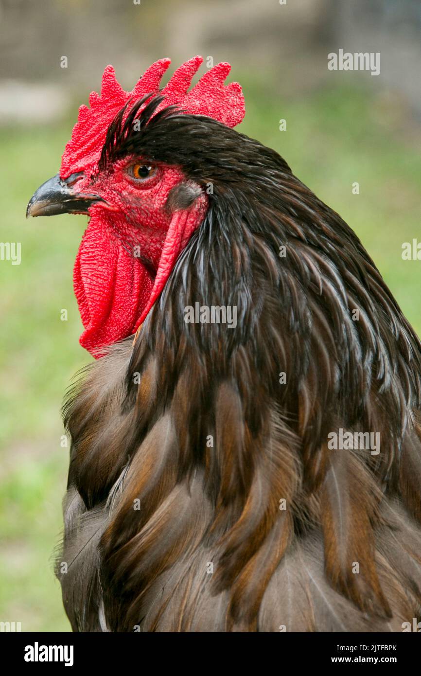Portrait of rooster Stock Photo - Alamy