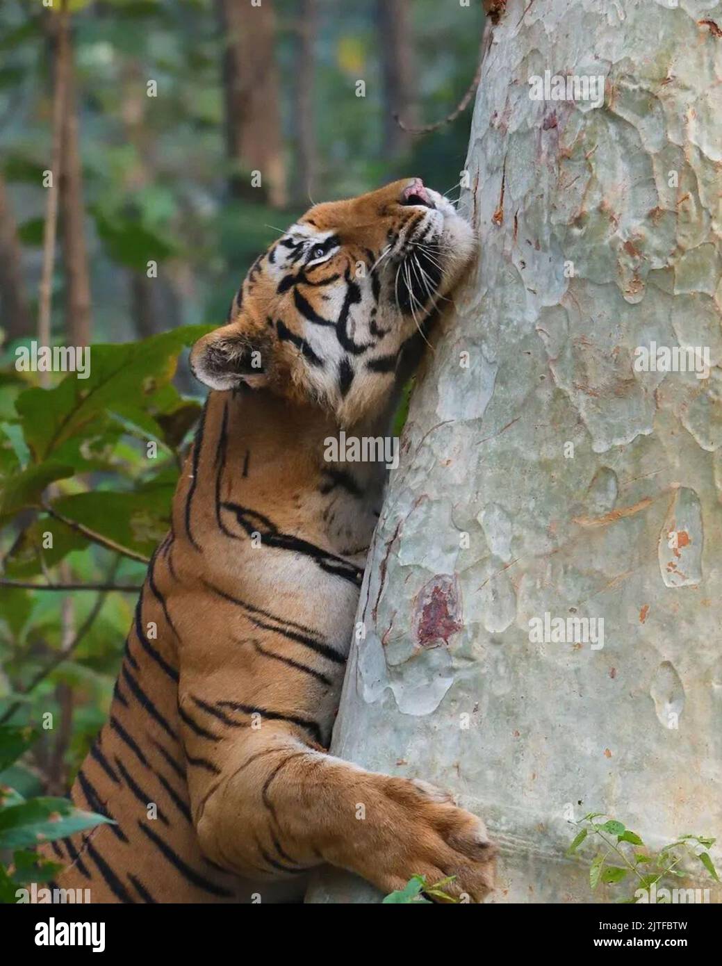 A motion of a Bengal tiger hugging a tree with dark green trees in the ...