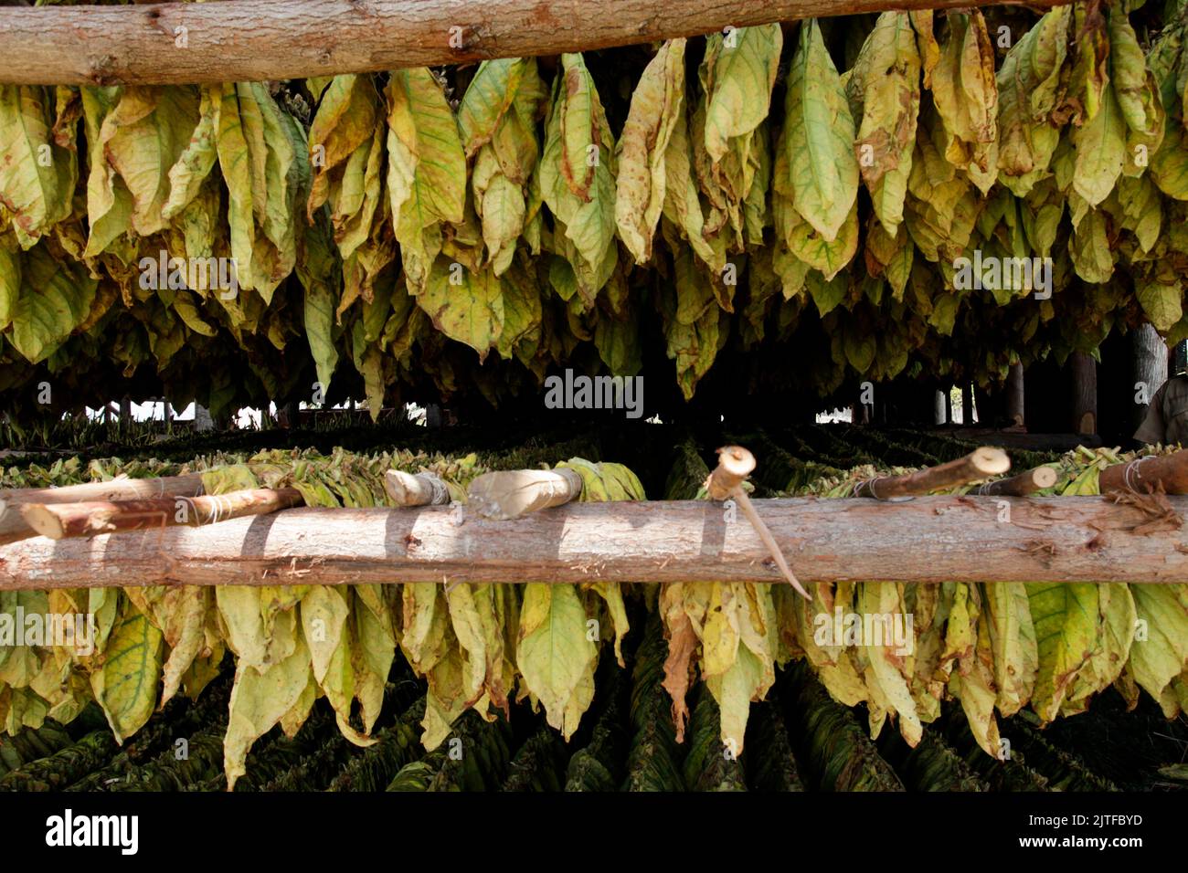 Tobacco leaves drying Stock Photo - Alamy