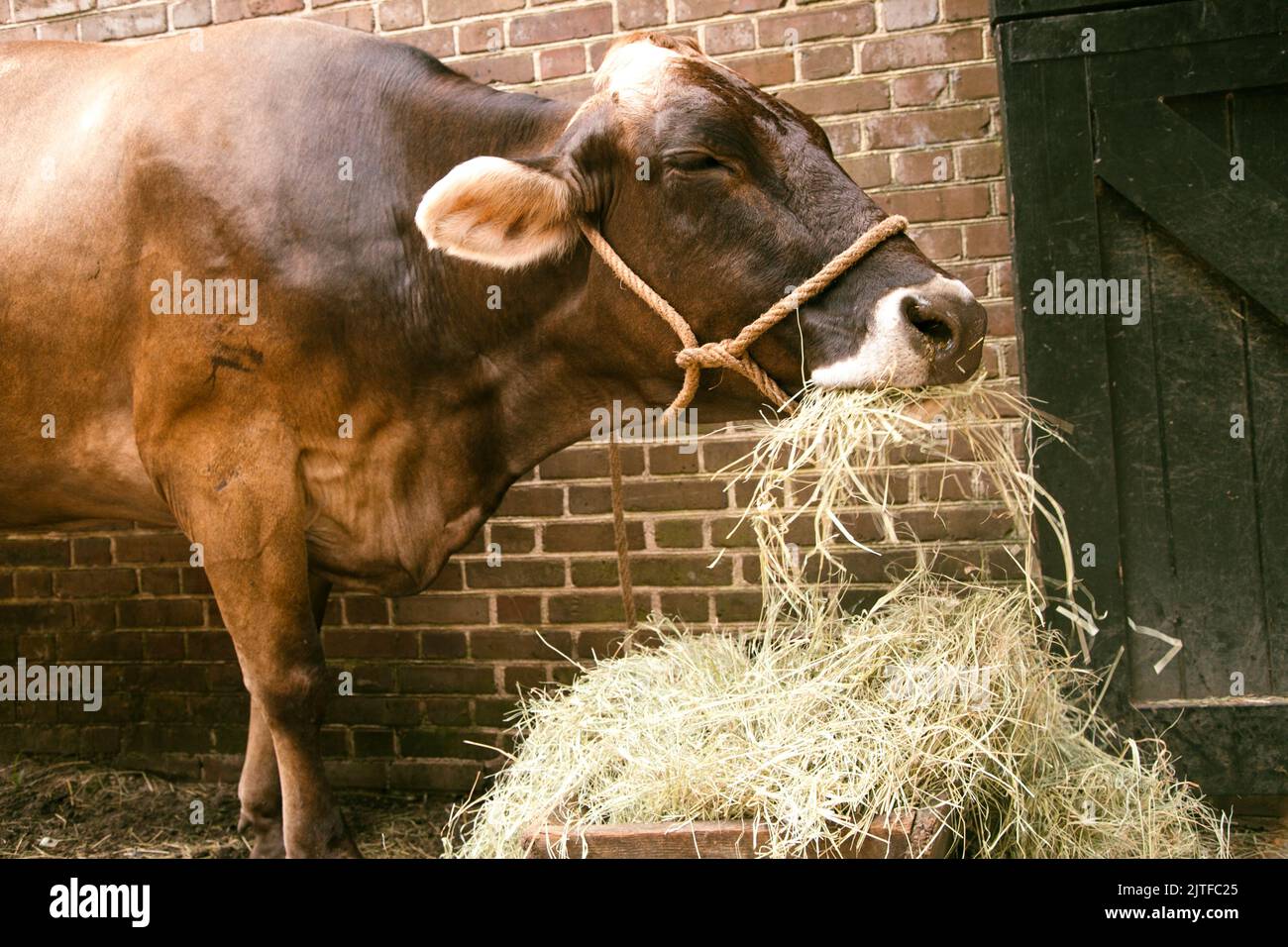 Cow eating hay Stock Photo - Alamy