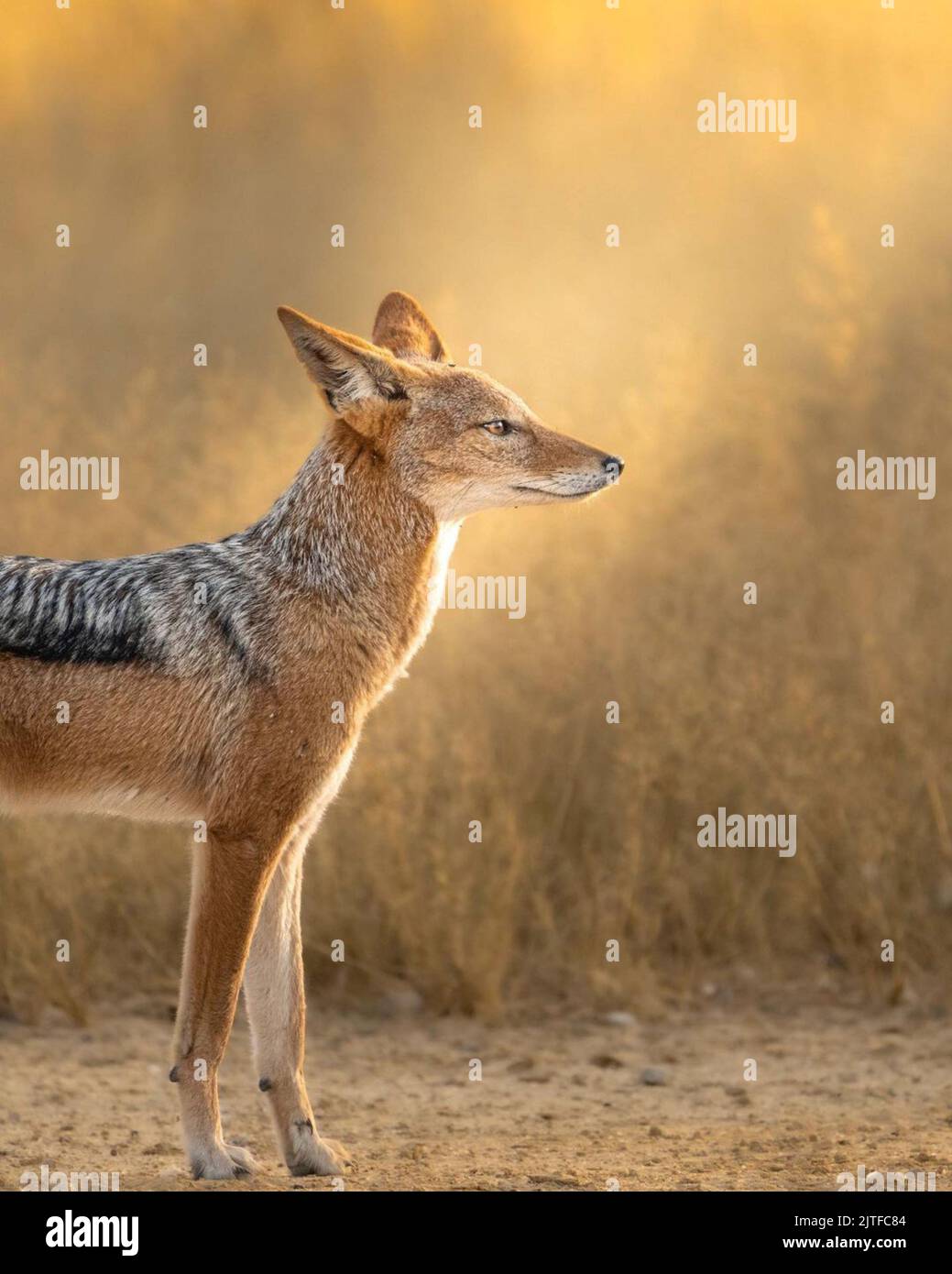 Jackal Head