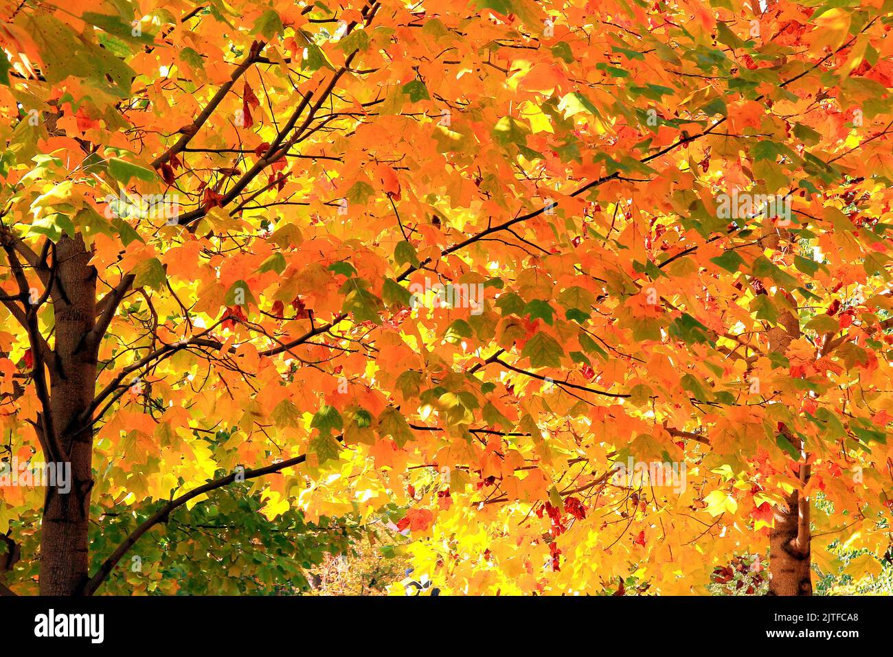 Autumn leaves on sakura cherry tree, natural background in fall ...