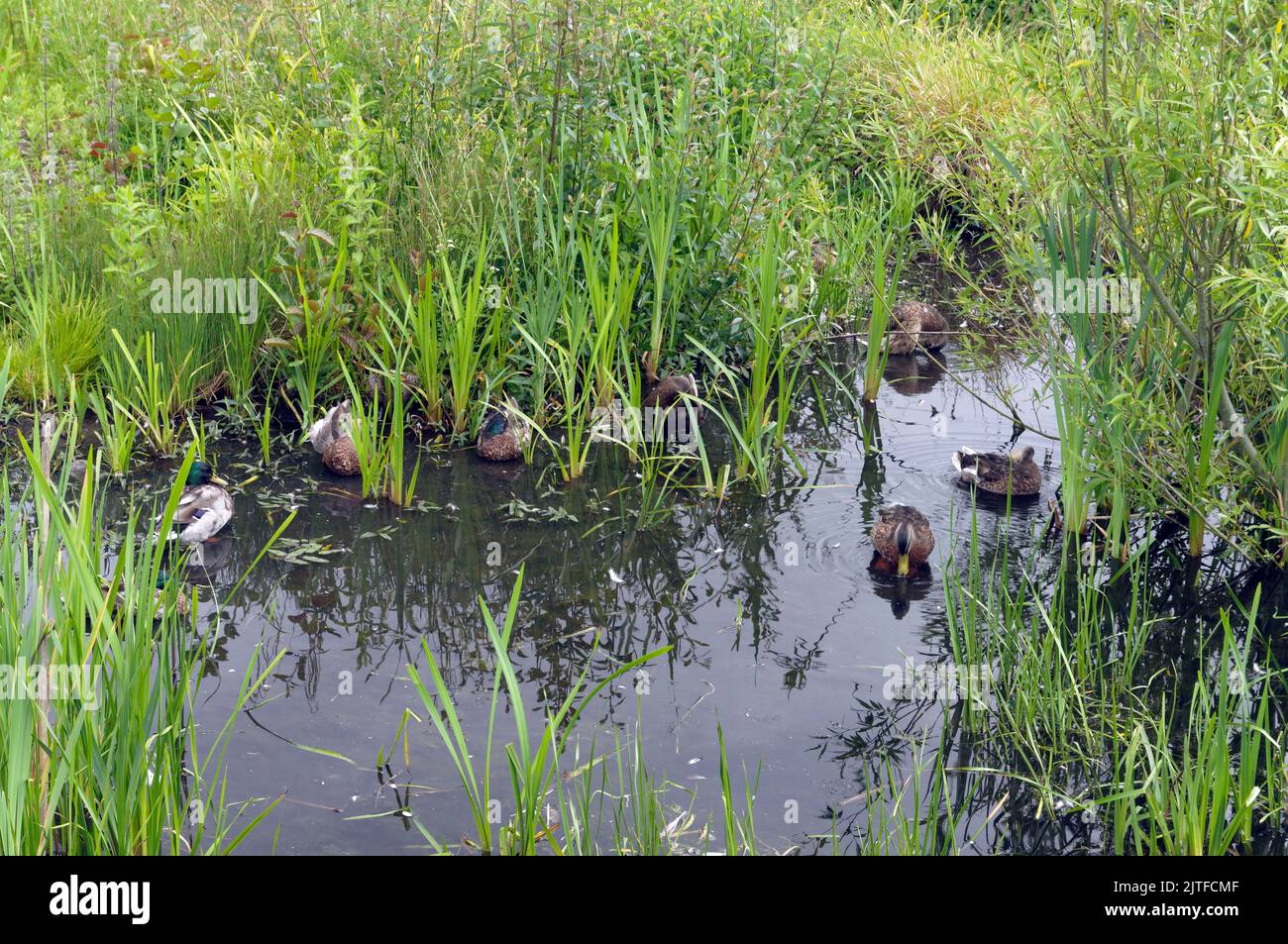Mallard ducks and drakes, Cardiff Bay 2022 Stock Photo - Alamy