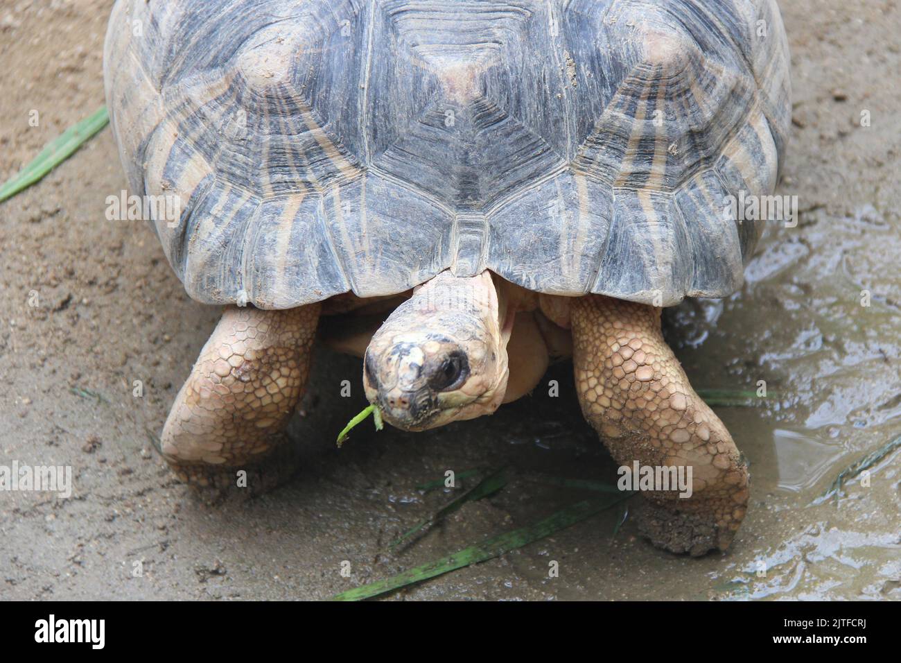 tortoise in a zoo in osaka (japan Stock Photo - Alamy