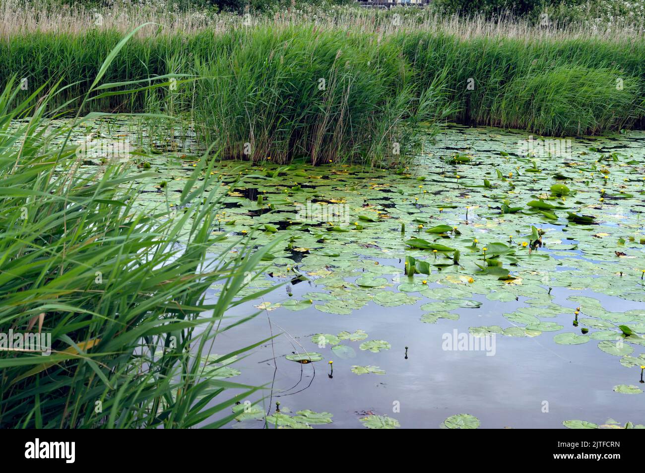 Lily pads pond flowers hi-res stock photography and images - Alamy