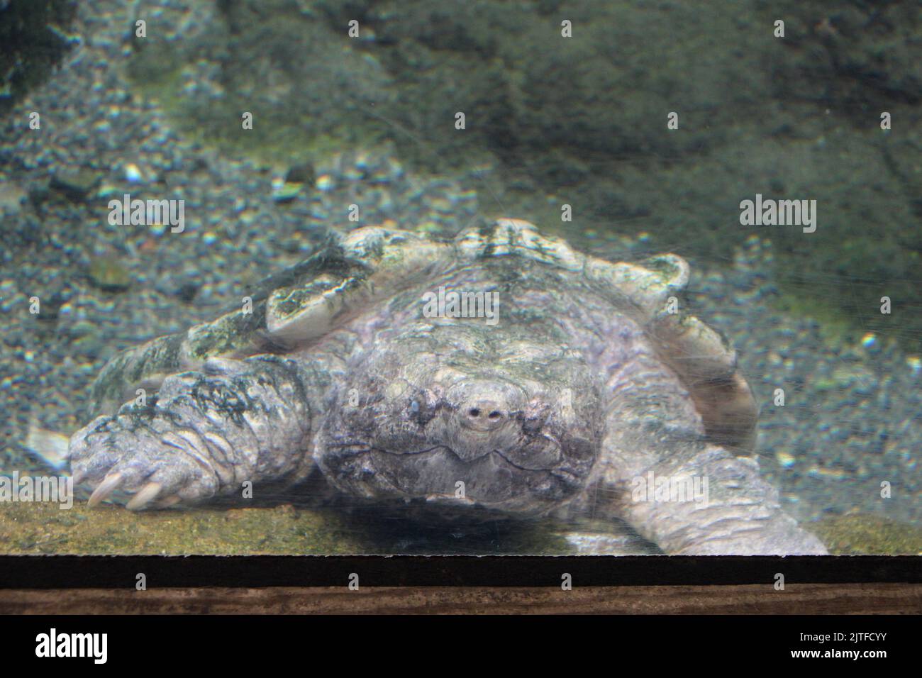 turtle in a zoo in osaka (japan Stock Photo - Alamy