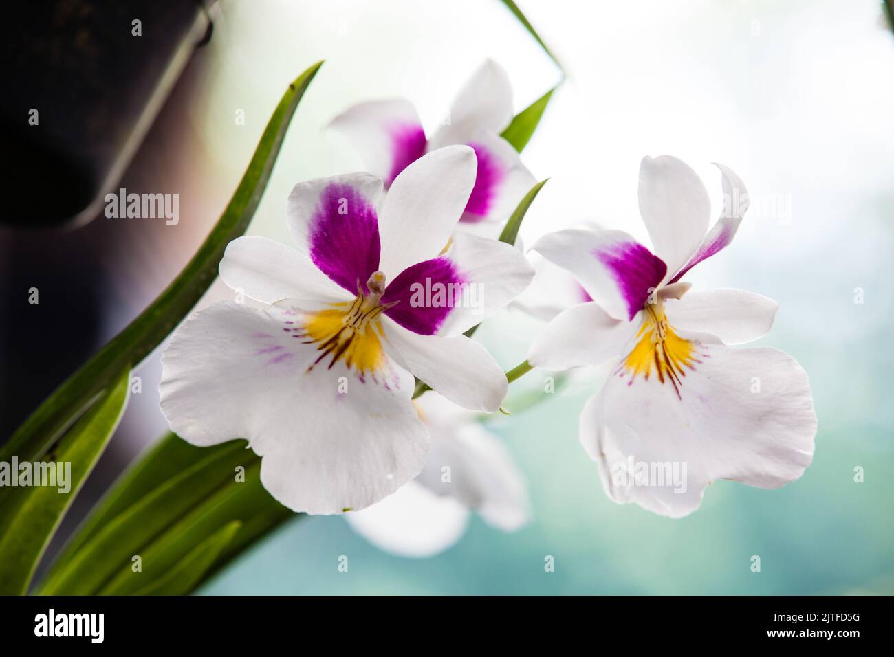 Closeup of one of the beautiful Colombian orchids Stock Photo - Alamy