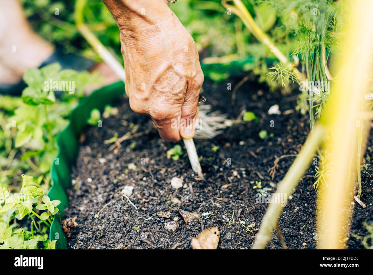 Selective focus on old hand pulling out weed from flower bed. Active ...