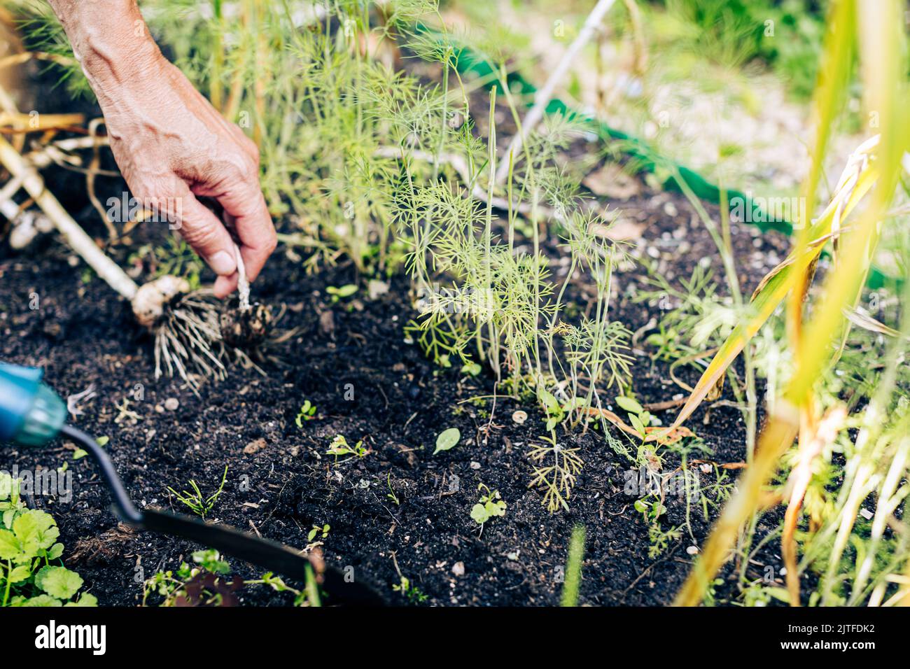 Senior woman in vegetable garden picking garlic root. Closeup person ...