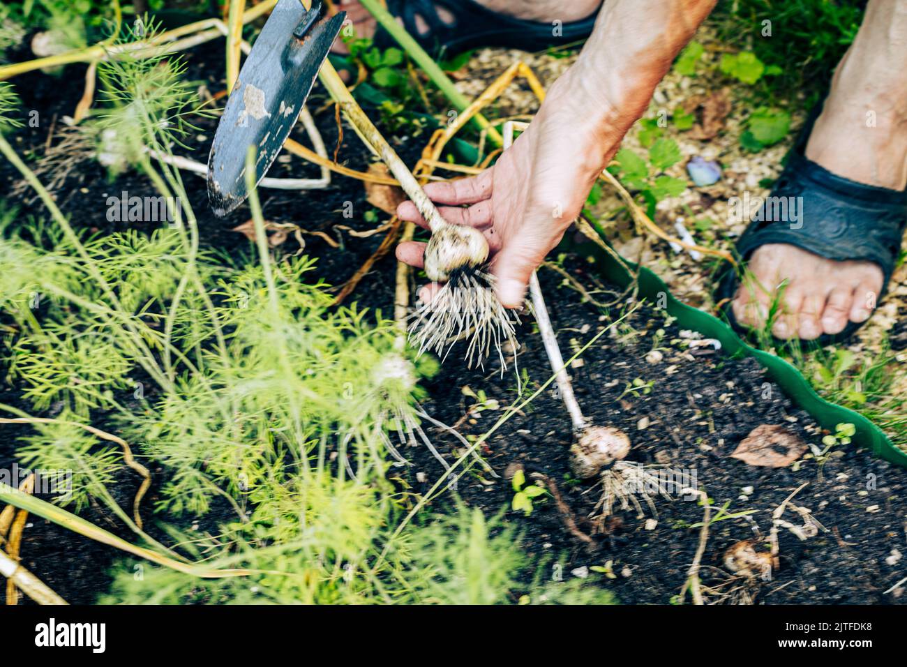 Old person digging garlic out from garden ground. Senior farmer hand ...
