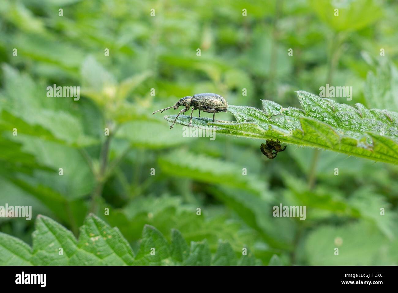 Nettle weevil, Phyllobius pomaceus, with two hidden weevils mating ...