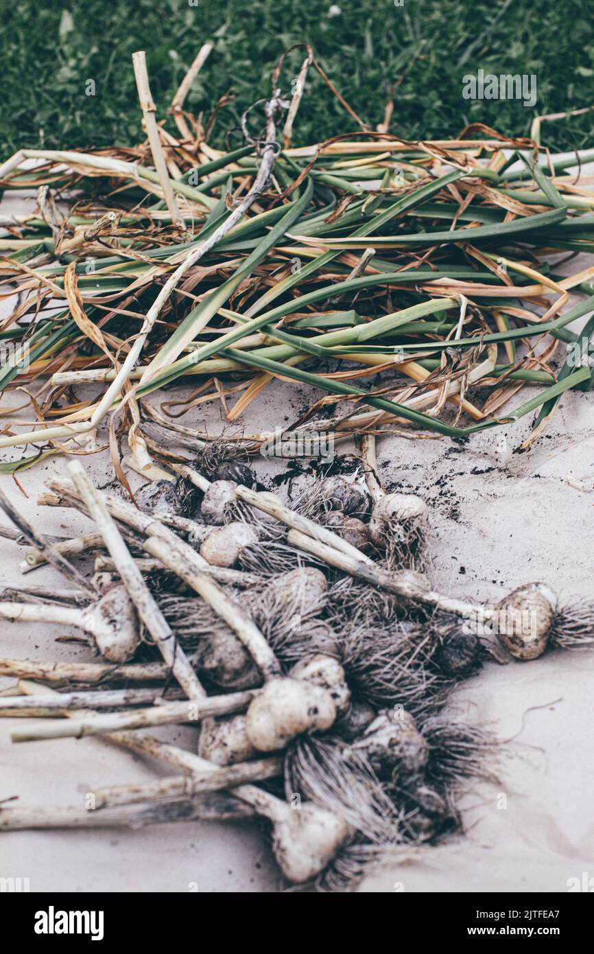 Garlic heads and stalks pile selective focus. Closeup shot of garlic ...
