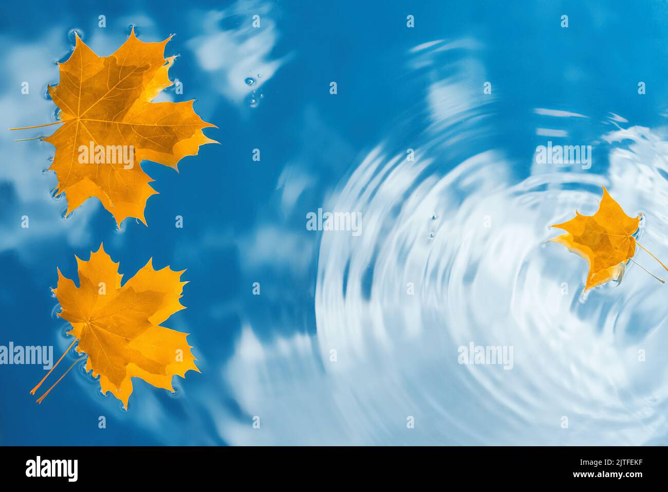 Yellow maple leaf on the surface of the water with waves of drops and ...