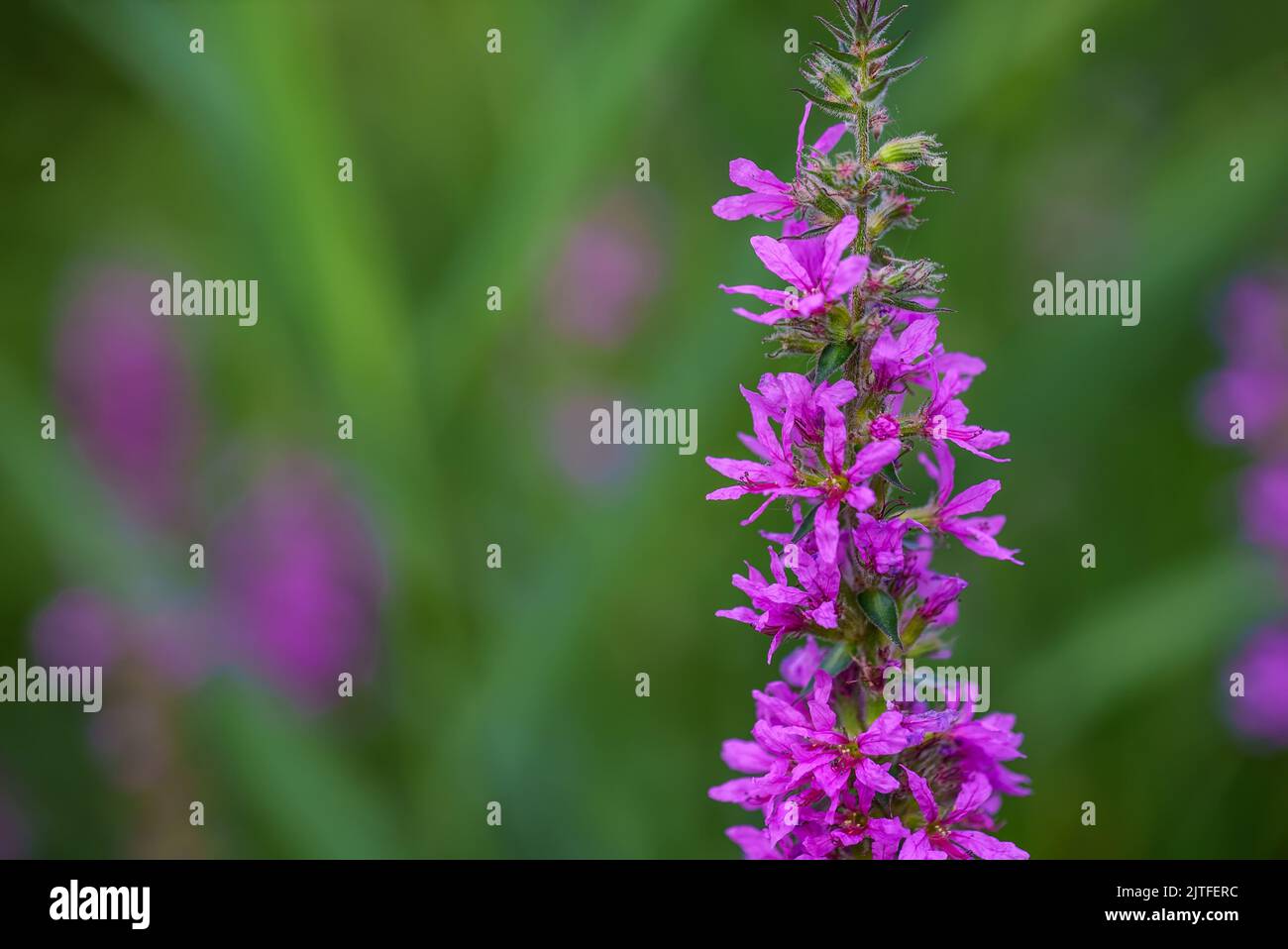 Wildflower lythrum salicaria blooming close hi-res stock photography ...