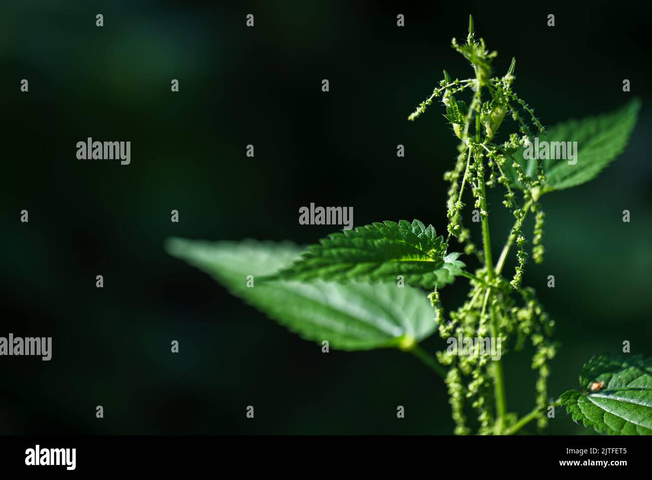 Detail of female flowering stinging nettle. Urtica Stock Photo - Alamy