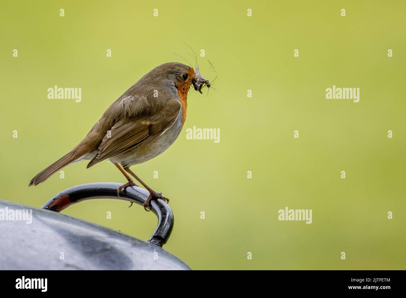 Carrying lots of insects hi-res stock photography and images - Alamy