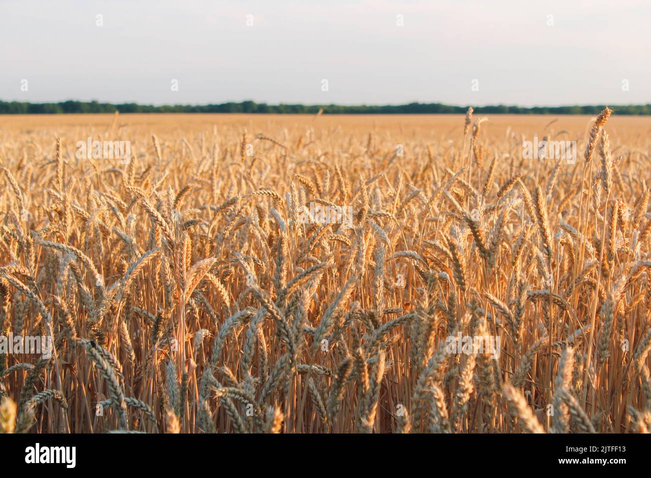 Summer landscape with a view of the endless wheat field Stock Photo - Alamy