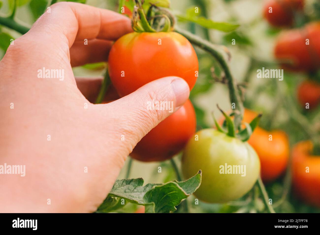 Gardening and agriculture concept. Woman farm worker hand picking fresh ...