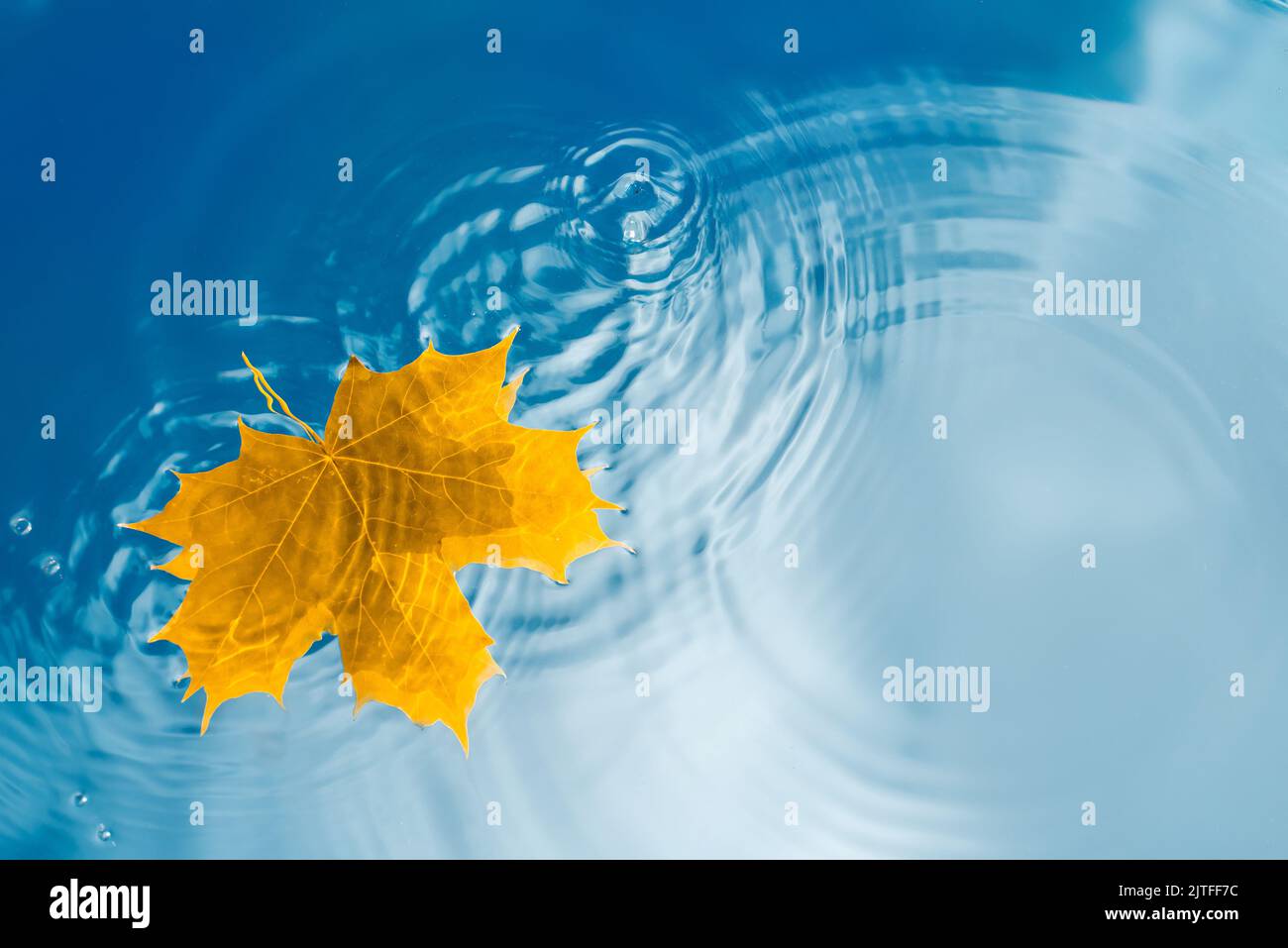 Yellow maple leaf on the surface of the water with waves of drops and ...