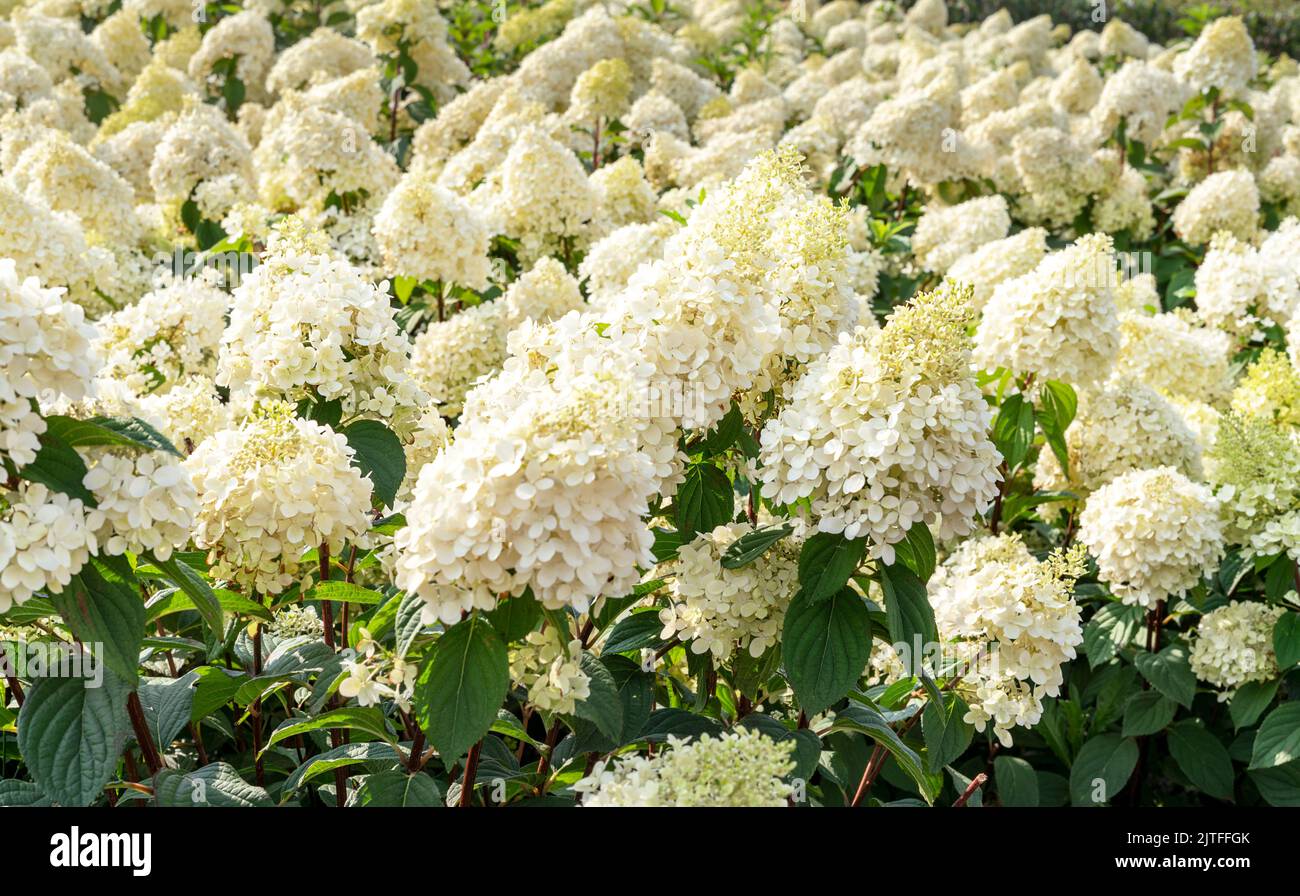 Annabelle Hydrangea white flowers Hydrangea macrophylla blooms close up ...
