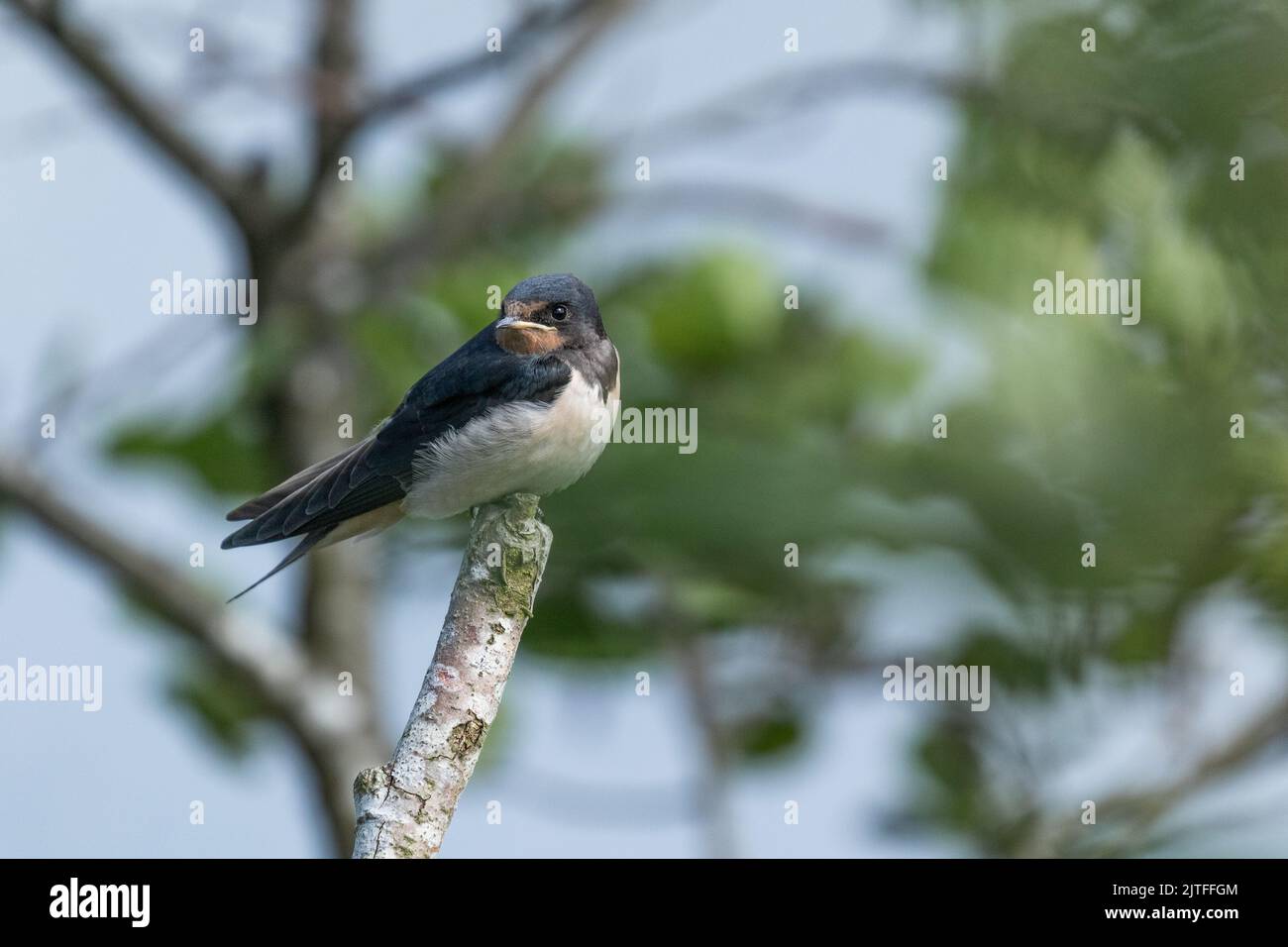 Swallow juvenile on branch hi-res stock photography and images - Alamy