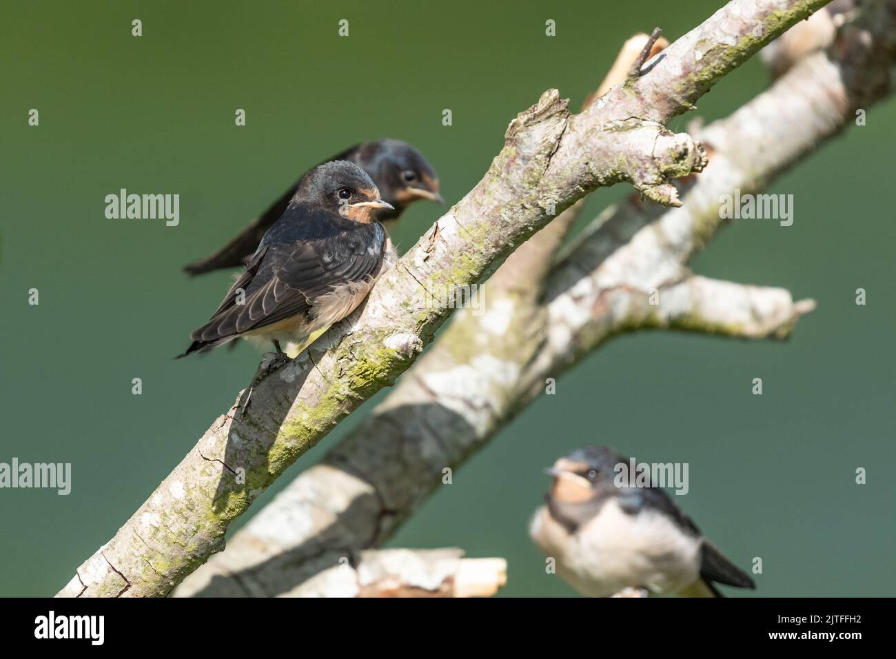 Juvenile barn swallows (hirundo rustica) on a tree branch. They are ...