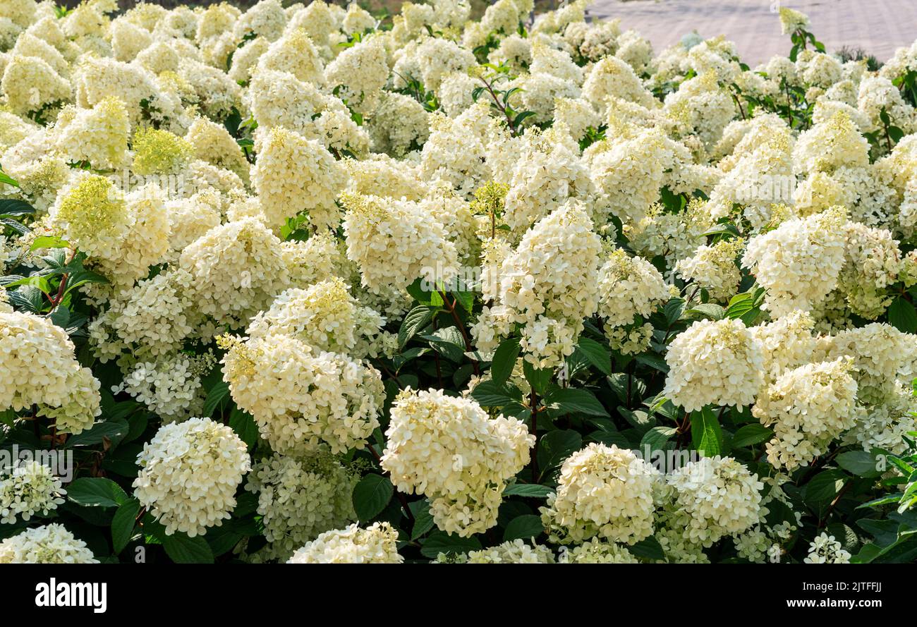 Annabelle Hydrangea white yellow flowers Hydrangea macrophylla blooms ...