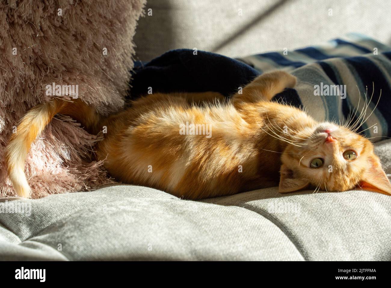 A cute ginger cat laying on the couch with the pillows around Stock ...