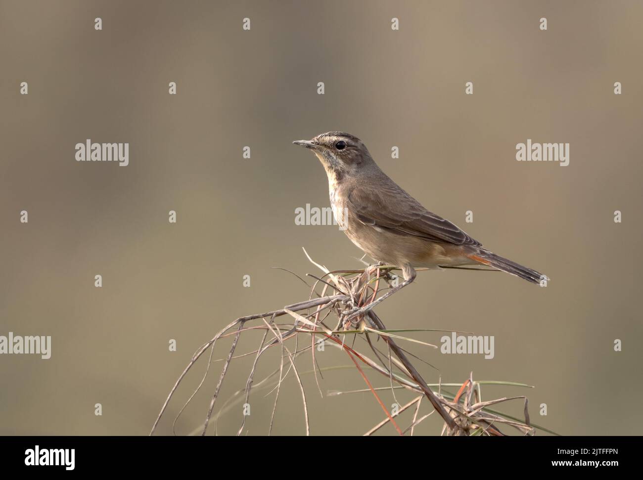 Female small beautiful bird hi-res stock photography and images - Alamy