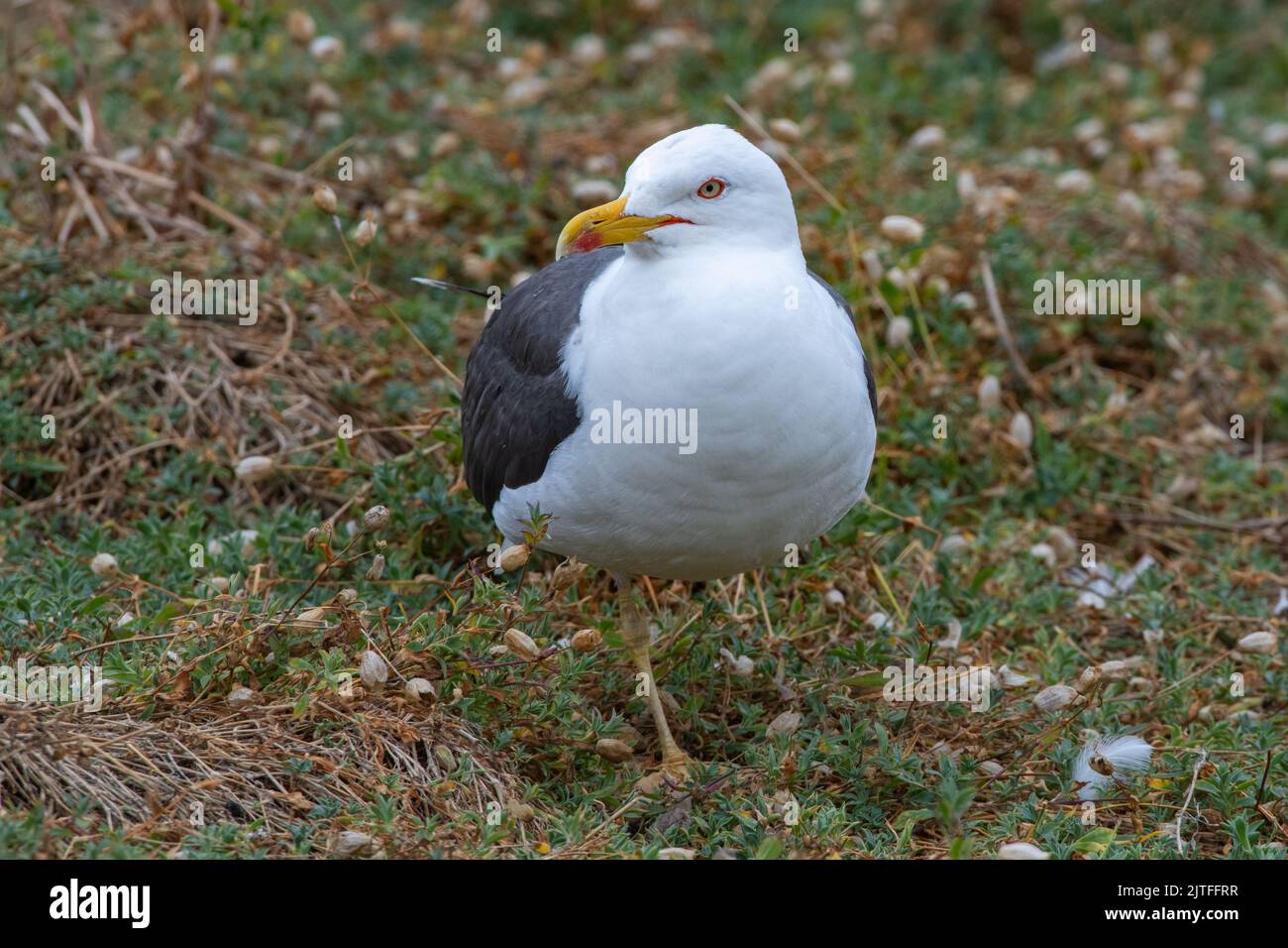 Lesser Black-backed gull, Isle of May National Nature Reserve, Firth of ...