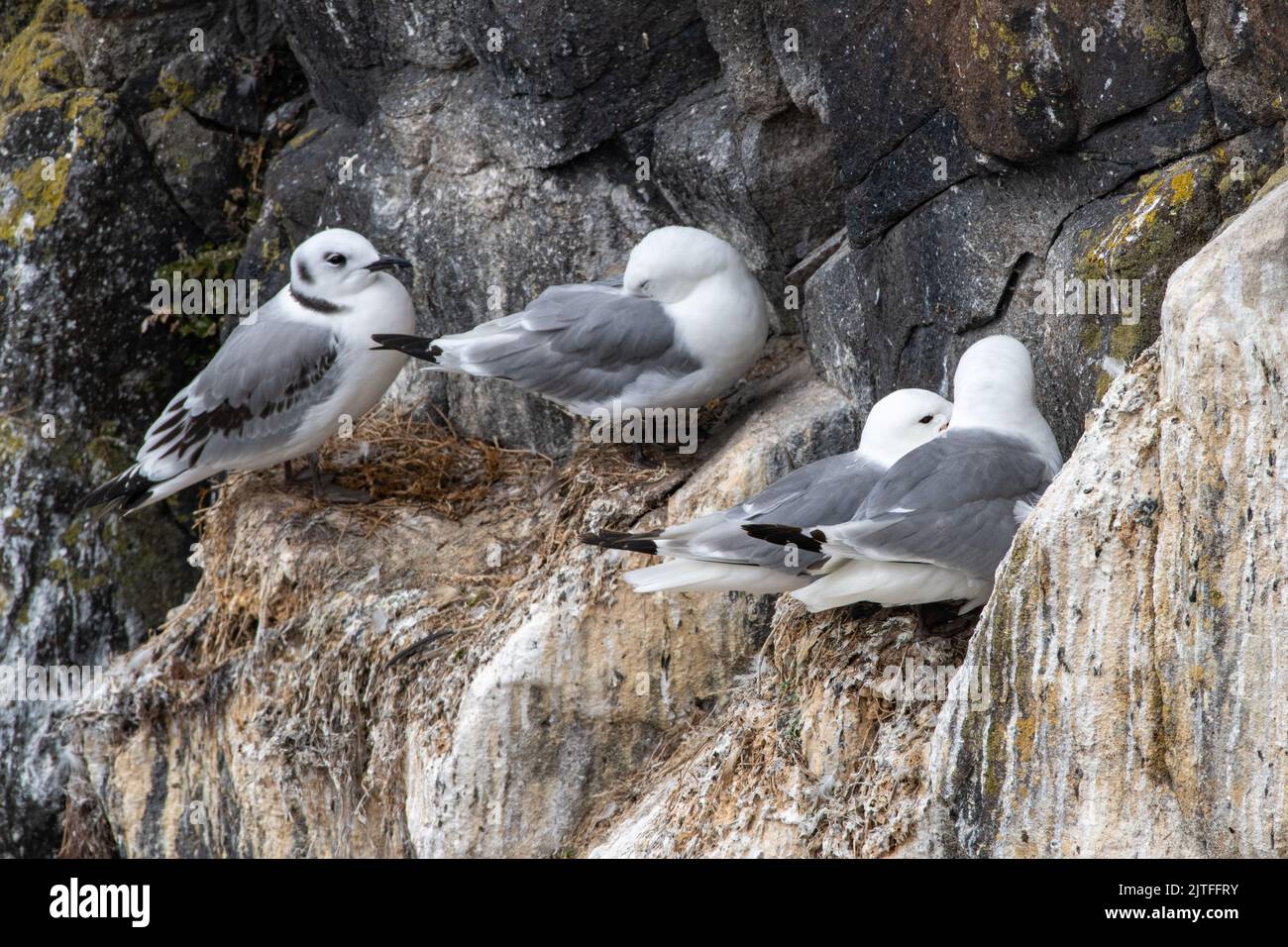 Kittiwake, (Rissa tridactyla) on the cliffs at the Isle of May, Firth ...