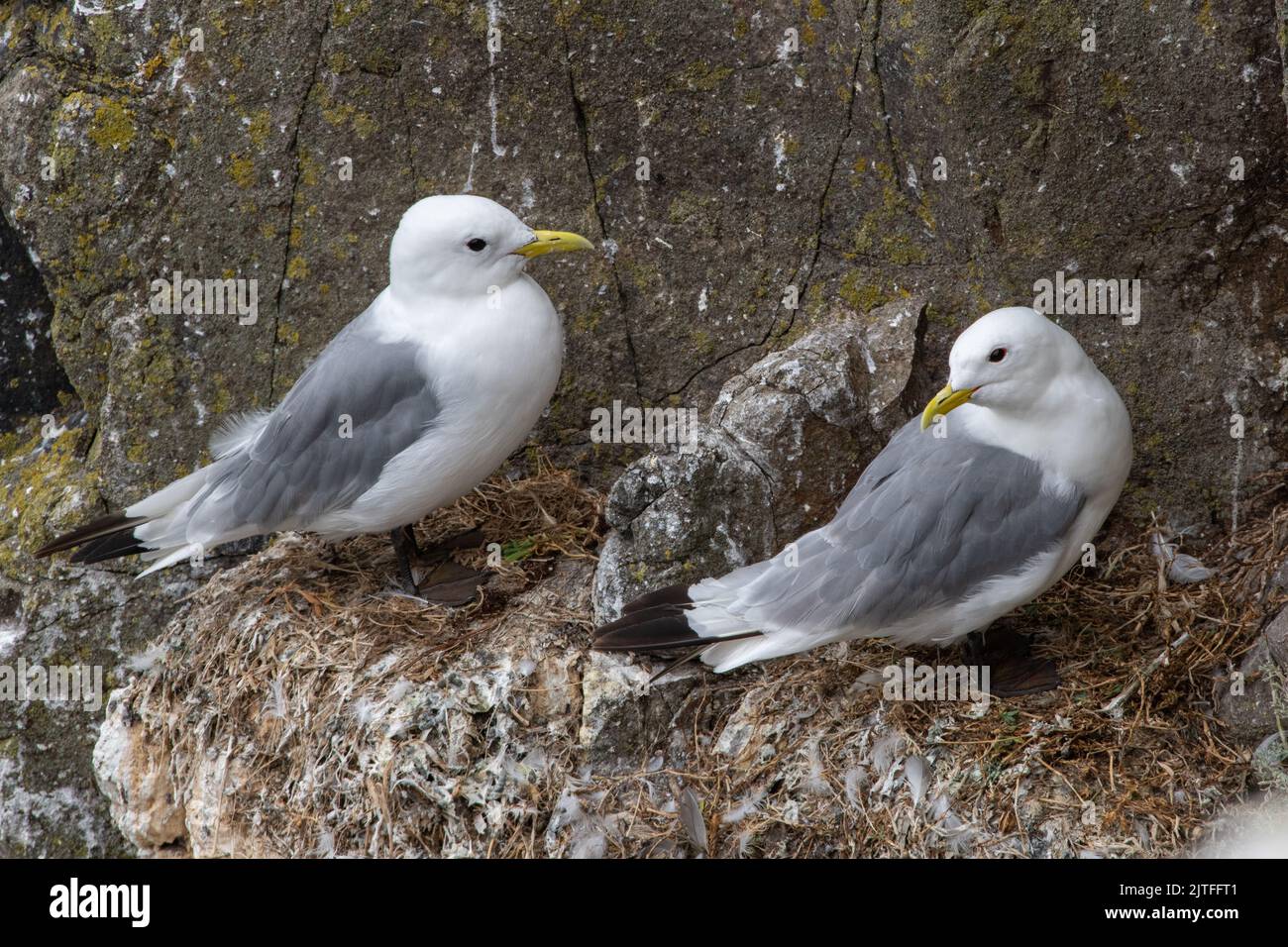Kittiwake, (Rissa tridactyla) on the cliffs at the Isle of May, Firth ...