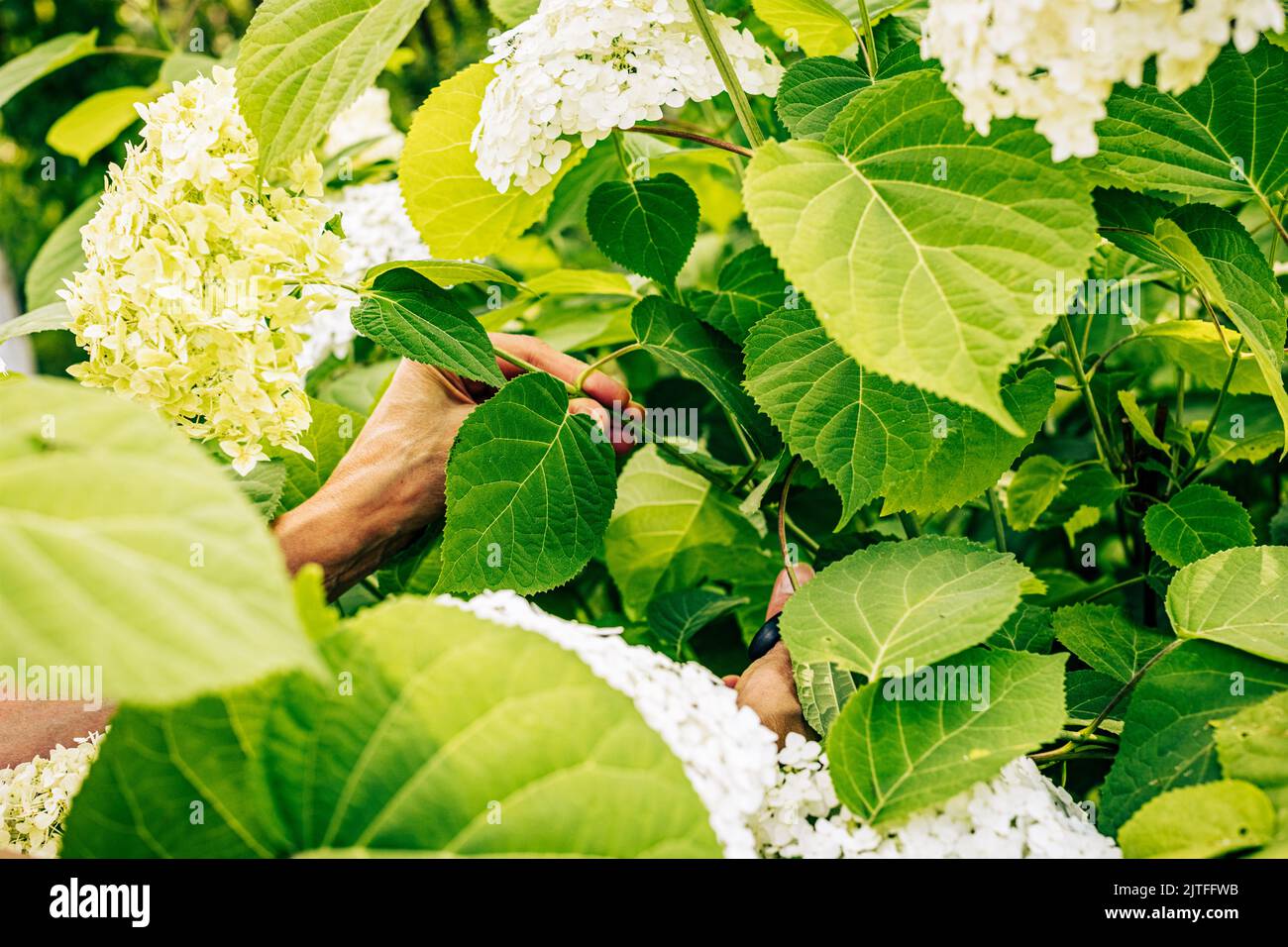 Human hand pruning hydrangea flower closeup. Summer garden with ...