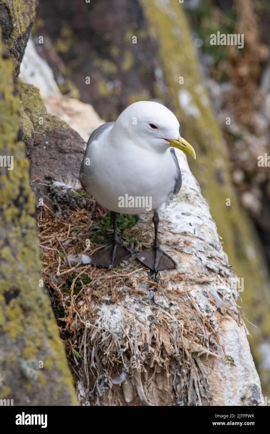 Kittiwake, (Rissa tridactyla) on the cliffs at the Isle of May, Firth ...
