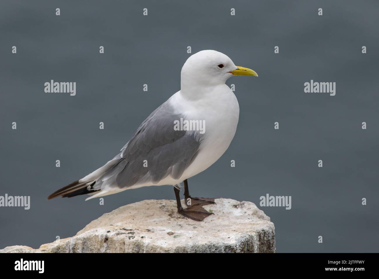 Kittiwake, (Rissa tridactyla) on the cliffs at the Isle of May, Firth ...