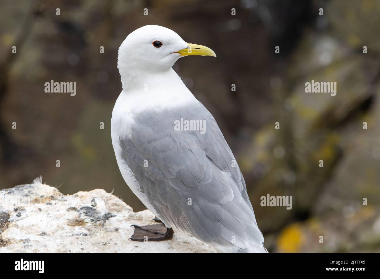 Kittiwake, (Rissa tridactyla) on the cliffs at the Isle of May, Firth ...