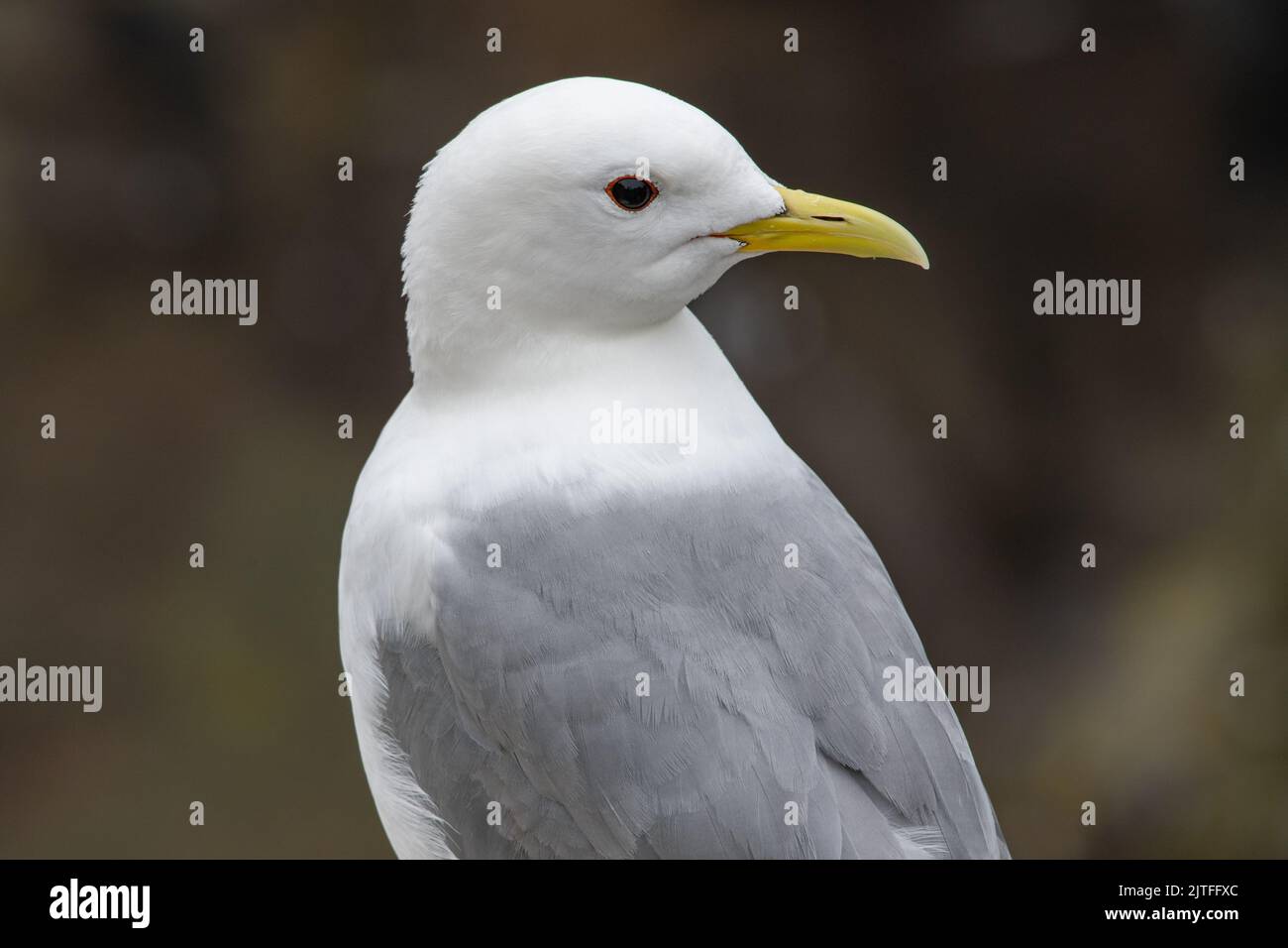 Kittiwake, (Rissa tridactyla) on the cliffs at the Isle of May, Firth ...