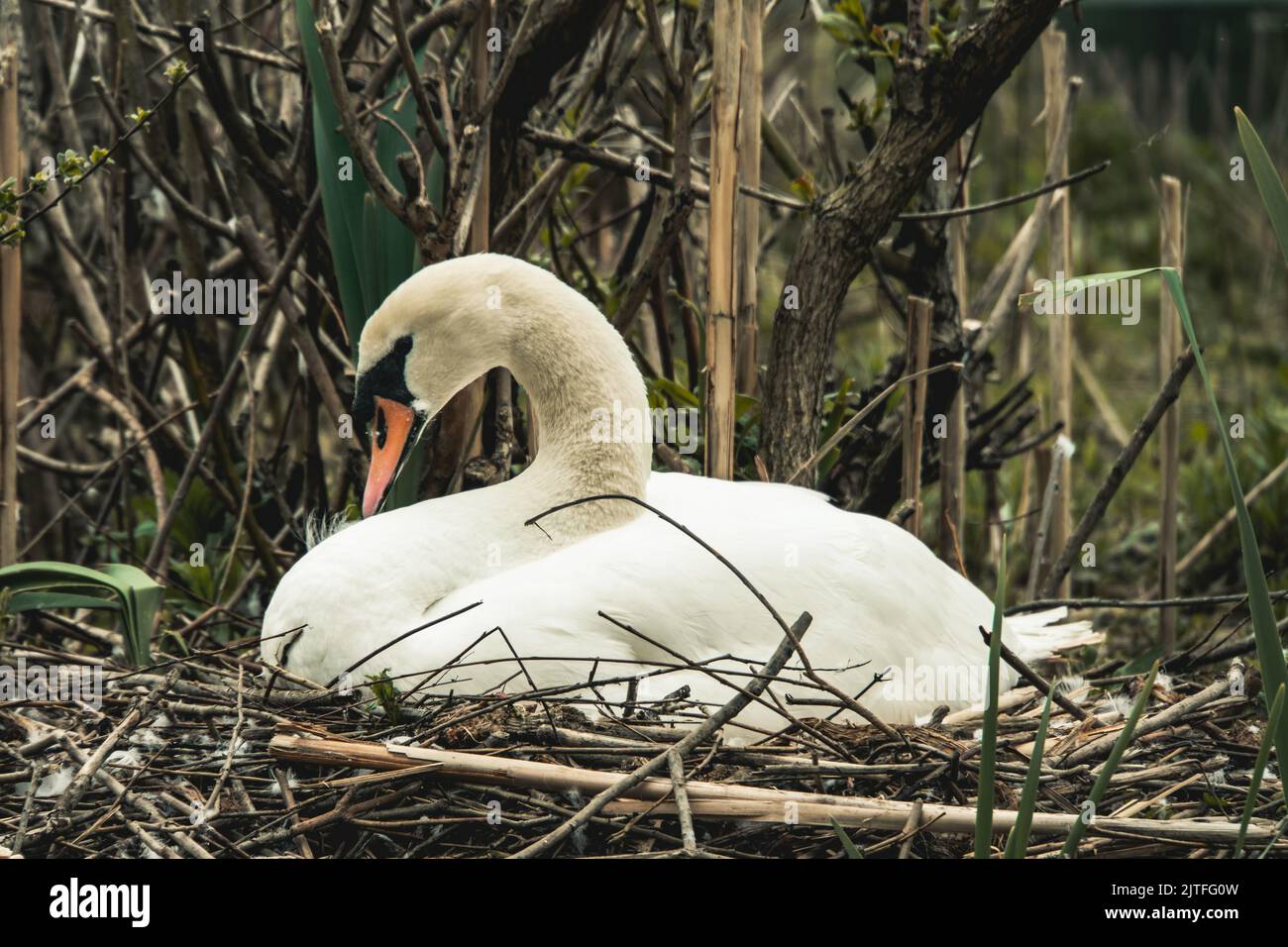 Sitting swan hi-res stock photography and images - Alamy