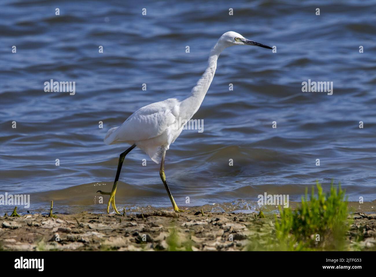 Little egret (Egretta garzetta) juvenile foraging along lake bank ...