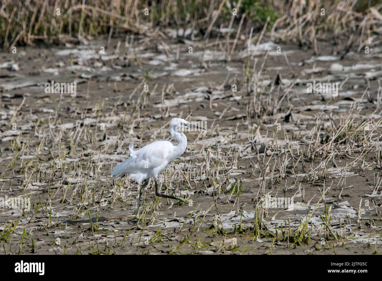 Little egret (Egretta garzetta) foraging in dried up lake bed caused by ...