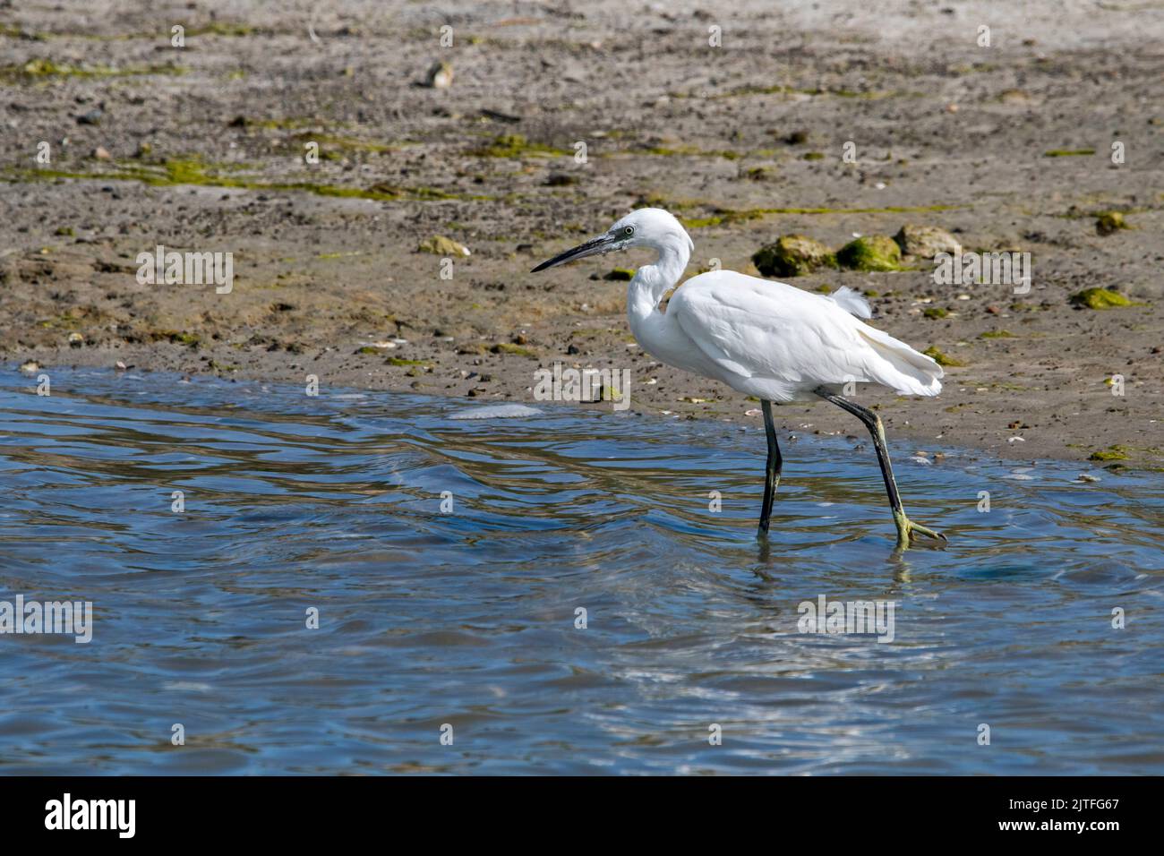 Little egret (Egretta garzetta) juvenile foraging in shallow water of ...
