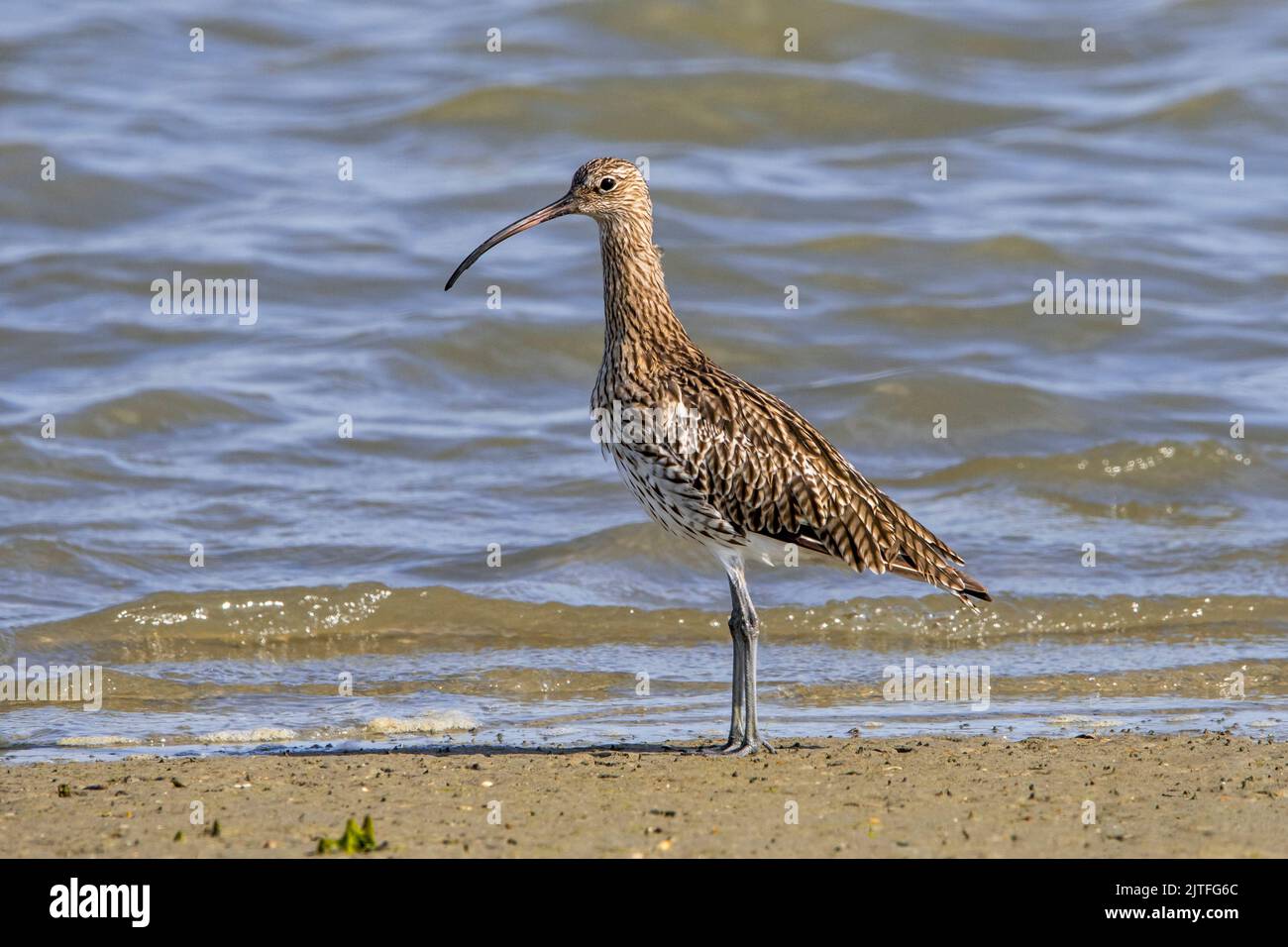 Eurasian curlew / common curlew (Numenius arquata) foraging along lake ...