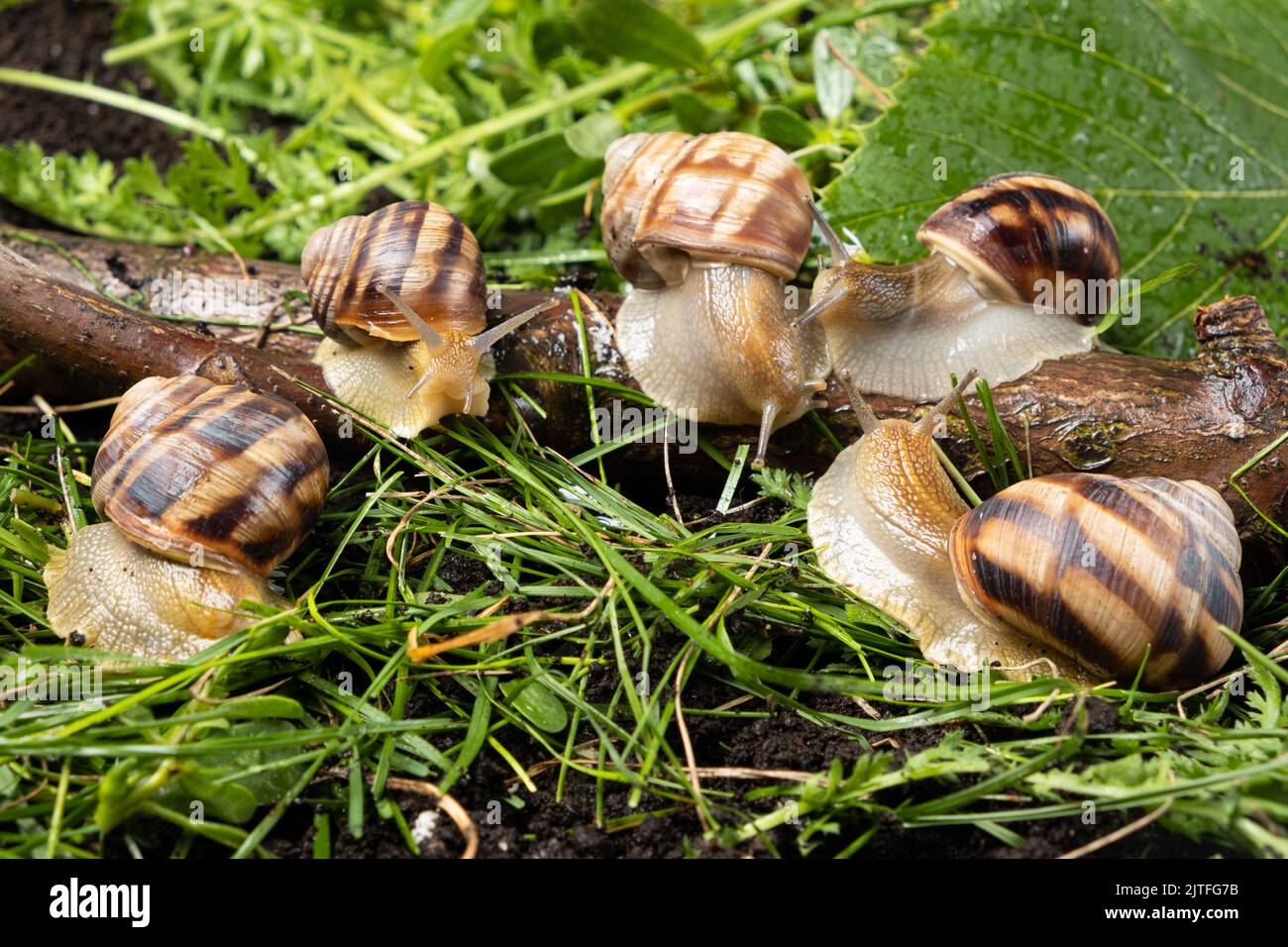 Five large grape garden snails Helix pomatia live in the forest on the ...